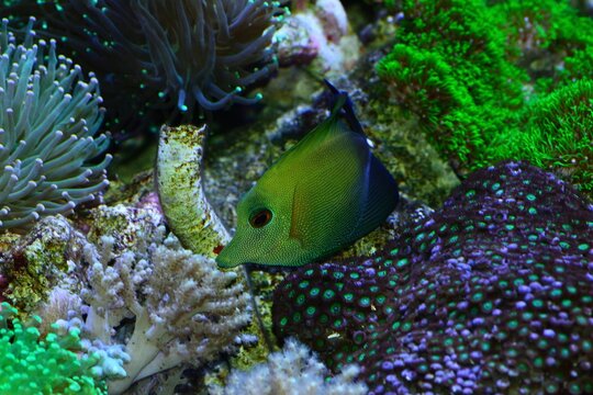 Green Tang Fish
