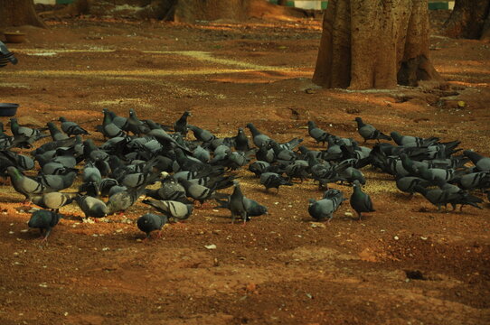 Babytaube Bilder – Durchsuchen 13,544 Archivfotos, Vektorgrafiken und ...