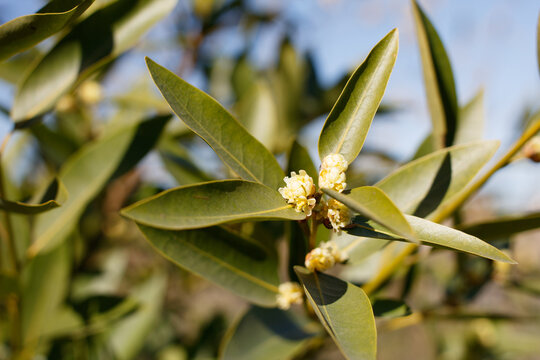 Magnoliids Images – Browse 320 Stock Photos, Vectors, and Video | Adobe ...