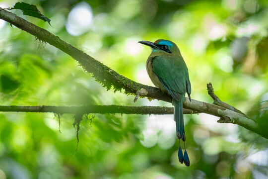 รูปภาพTorogoz – เลือกดูภาพถ่ายสต็อก เวกเตอร์ และวิดีโอ357 | Adobe Stock