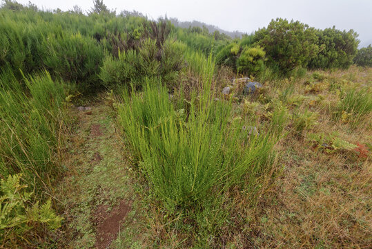 37 BEST Teix IMAGES, STOCK PHOTOS & VECTORS | Adobe Stock