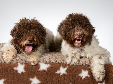"Italian Water Dog" Images – Browse 145 Stock Photos, Vectors, and ...