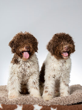 "Italian Water Dog" Images – Browse 147 Stock Photos, Vectors, and ...