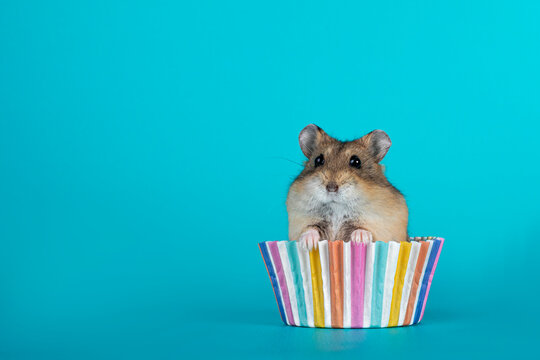 Hamsterbacken Bilder – Durchsuchen 1,862 Archivfotos, Vektorgrafiken ...