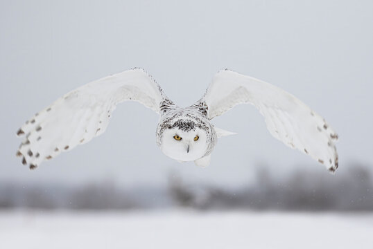 รูปภาพHedwig – เลือกดูภาพถ่ายสต็อก เวกเตอร์ และวิดีโอ1,011 | Adobe Stock