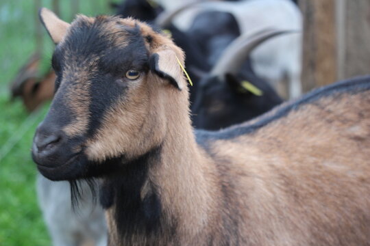 Biquette Imagens – Procure 505 fotos, vetores e vídeos | Adobe Stock