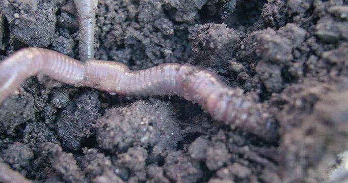 Sliminess 이미지 – 찾아보기 112 스톡 사진, 벡터 및 비디오 | Adobe Stock