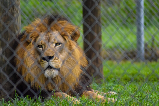 「Encaged」の写真素材 | 31件の無料イラスト画像 | Adobe Stock