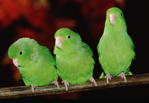 รูปภาพParrotlet – เลือกดูภาพถ่ายสต็อก เวกเตอร์ และวิดีโอ712 | Adobe Stock