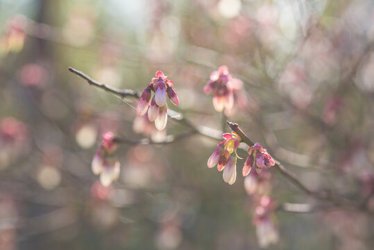 Farkleberry Images – Browse 55 Stock Photos, Vectors, and Video | Adobe ...