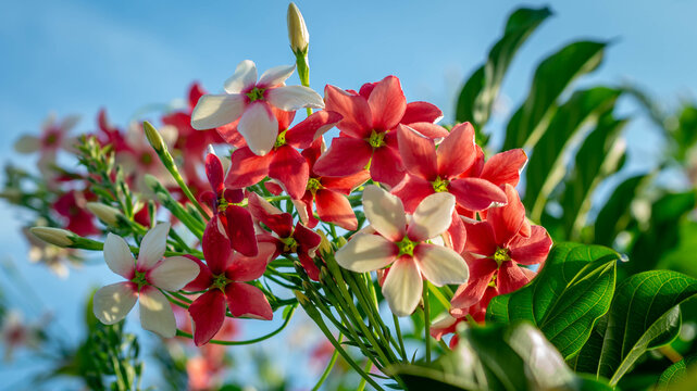 Niyog-Niyogan Images – Browse 1,821 Stock Photos, Vectors, and Video ...