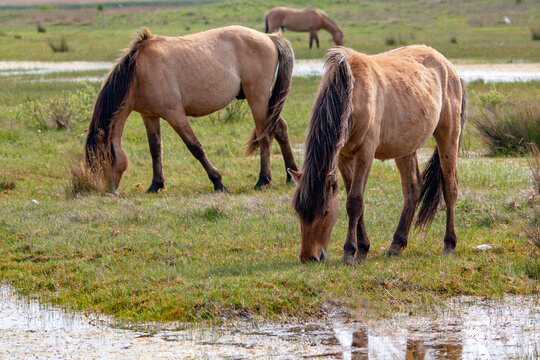 Chevalin Bilder – Durchsuchen 6,642 Archivfotos, Vektorgrafiken und ...