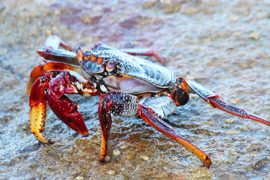 รูปภาพKrebstier – เลือกดูภาพถ่ายสต็อก เวกเตอร์ และวิดีโอ2,869 | Adobe Stock