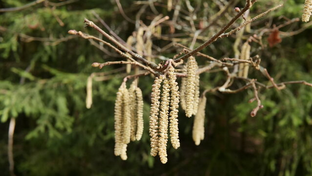 Haselnussblatt Bilder – Durchsuchen 1,305 Archivfotos, Vektorgrafiken ...