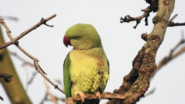 Alexandersittich Bilder – Durchsuchen 1,114 Archivfotos, Vektorgrafiken ...