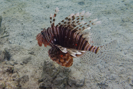 รูปภาพFirefish – เลือกดูภาพถ่ายสต็อก เวกเตอร์ และวิดีโอ3,314 | Adobe Stock