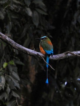 102 BEST Torogoz IMAGES, STOCK PHOTOS & VECTORS | Adobe Stock