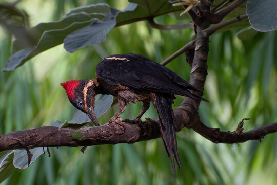 รูปภาพNeornithes – เลือกดูภาพถ่ายสต็อก เวกเตอร์ และวิดีโอ2,206 | Adobe ...