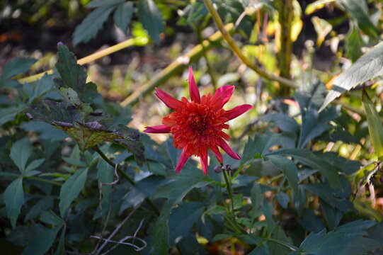 Pfingstblumen-Bilder: Stock-Fotos & -Videos. | Adobe Stock