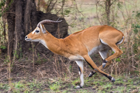 Kobus Images – Parcourir 4,922 le catalogue de photos, vecteurs et ...