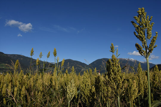 รูปภาพSpelz – เลือกดูภาพถ่ายสต็อก เวกเตอร์ และวิดีโอ163 | Adobe Stock