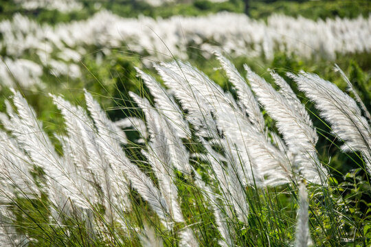 159 件の最適な Kashful 画像、ストック写真、ベクター | Adobe Stock