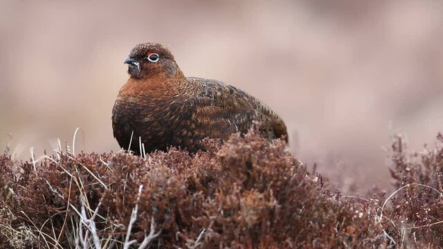 "Red Grouse" Images – Browse 1,367 Stock Photos, Vectors, and Video ...
