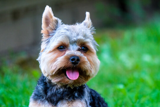 Piesek Bilder – Durchsuchen 3,096 Archivfotos, Vektorgrafiken und ...