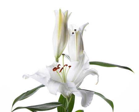 Azucena Bilder – Durchsuchen 5,615 Archivfotos, Vektorgrafiken und ...