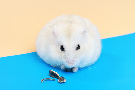 Hamsterbacken Bilder – Durchsuchen 1,862 Archivfotos, Vektorgrafiken ...