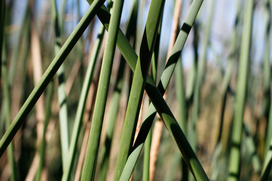 Trigonous Images – Browse 260 Stock Photos, Vectors, and Video | Adobe ...