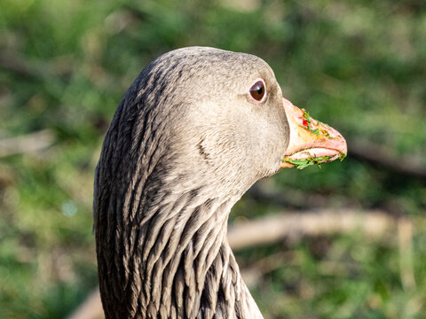 Schnabel bilder – Bläddra bland 160,349 stockfoton, vektorer och videor ...