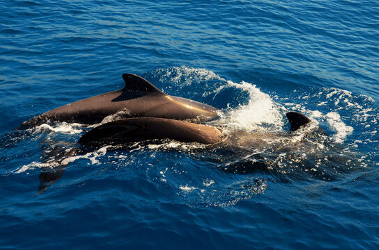 Pilotwal Images – Browse 47 Stock Photos, Vectors, and Video | Adobe Stock