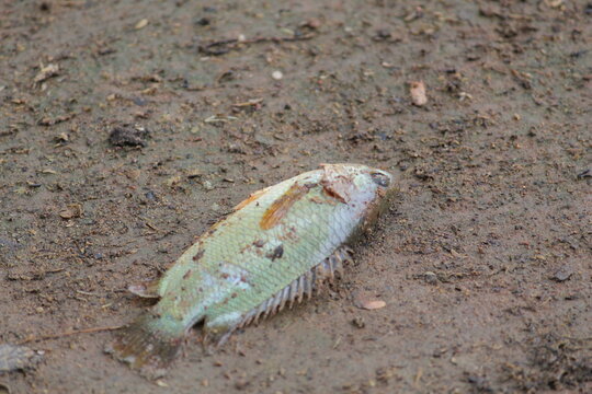 รูปภาพAnabantids – เลือกดูภาพถ่ายสต็อก เวกเตอร์ และวิดีโอ302 | Adobe Stock