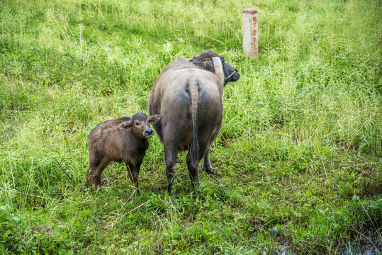 "Baby Buffalo" Images – Browse 354 Stock Photos, Vectors, and Video ...