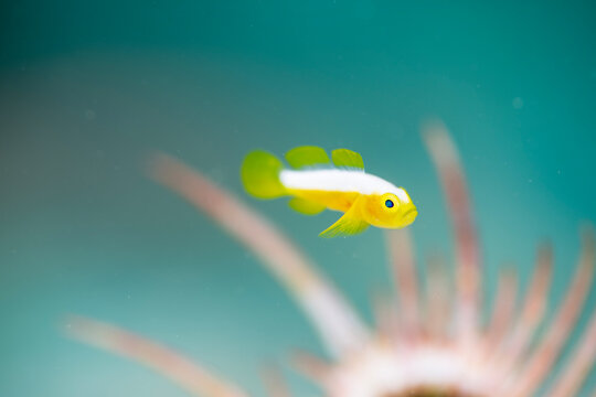 รูปภาพPollyfish – เลือกดูภาพถ่ายสต็อก เวกเตอร์ และวิดีโอ6,968 | Adobe Stock