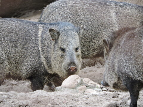 Javelina Bilder – Durchsuchen 874 Archivfotos, Vektorgrafiken und Videos | Adobe Stock