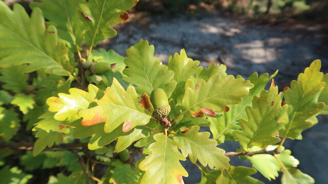Eichenblatt bilder – Bläddra bland 2,043 stockfoton, vektorer och ...