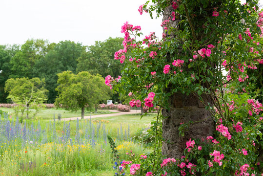 「Busch-Rose」の写真素材 | 3,576件の無料イラスト画像 | Adobe Stock
