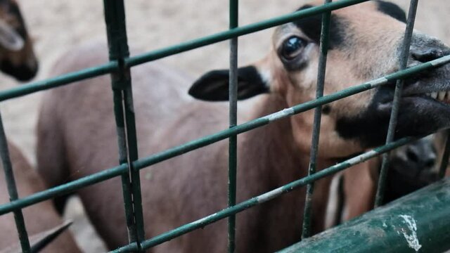 Sad Goat Images – Browse 1,590 Stock Photos, Vectors, and Video | Adobe ...