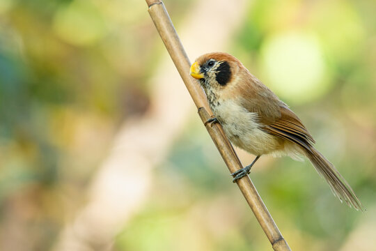 รูปภาพParrotbill – เลือกดูภาพถ่ายสต็อก เวกเตอร์ และวิดีโอ582 | Adobe Stock