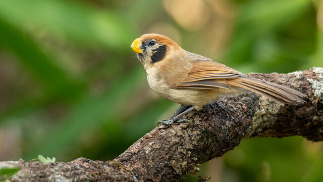 รูปภาพParrotbill – เลือกดูภาพถ่ายสต็อก เวกเตอร์ และวิดีโอ511 | Adobe Stock