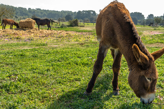 Imagens de Mulish – Explore Fotografias do Stock, Vetores e Vídeos de ...