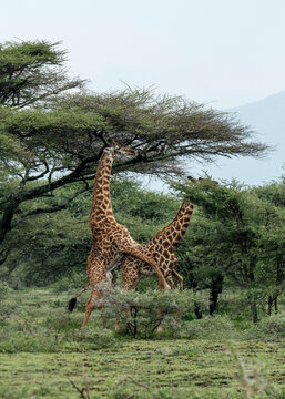 Coïter Images – Parcourir 4,704 le catalogue de photos, vecteurs et ...