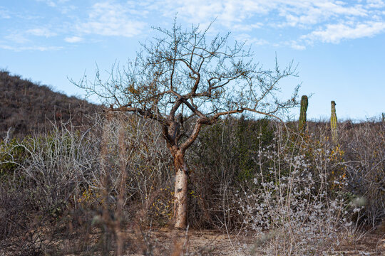 Elephant Tree Adaptations