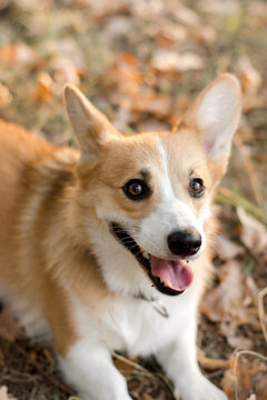 รูปภาพCorgy – เลือกดูภาพถ่ายสต็อก เวกเตอร์ และวิดีโอ276 | Adobe Stock