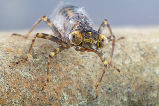 รูปภาพAeschna – เลือกดูภาพถ่ายสต็อก เวกเตอร์ และวิดีโอ1,808 | Adobe Stock