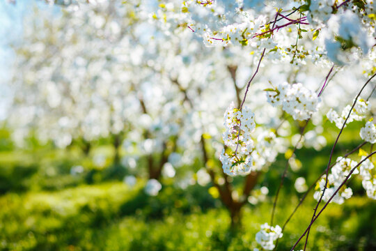 Springtime Images – Browse 22,852,847 Stock Photos, Vectors, and Video ...