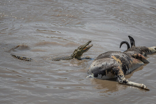 Gilo River Crocodiles
