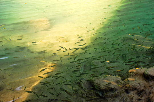 River-Fish Images – Browse 58 Stock Photos, Vectors, and Video | Adobe ...